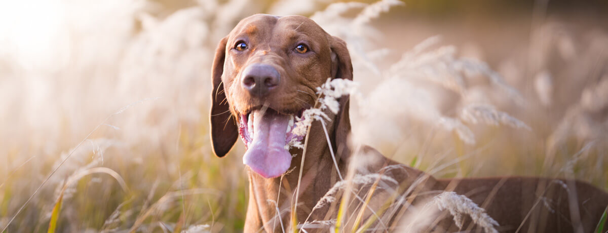 About us - Prima Pet Premium