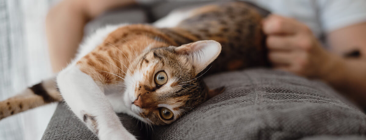 Contact us - Prima Pet Premium